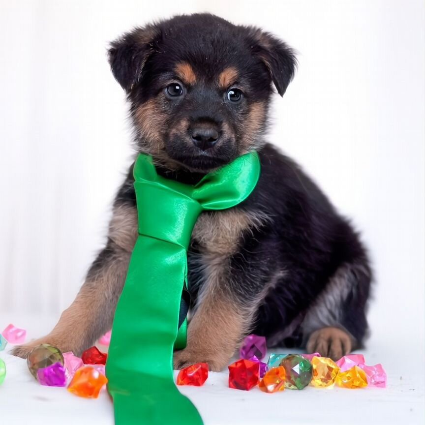 Щенок в добрые руки