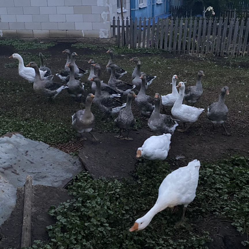 Гуси живым весом