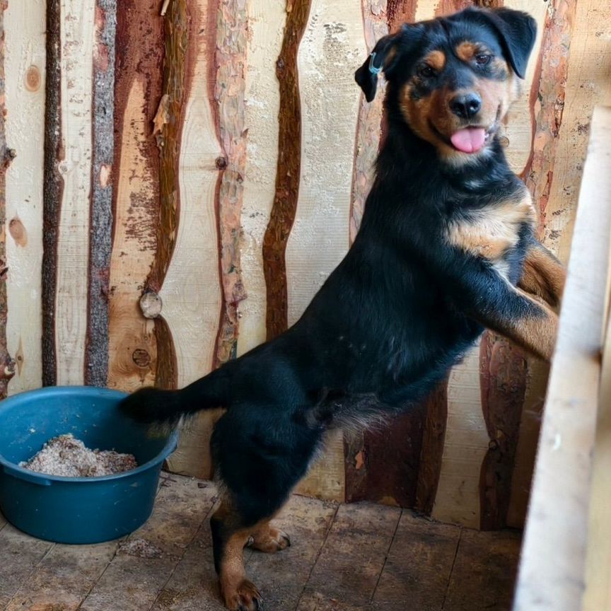 Взрослая собака в добрые руки
