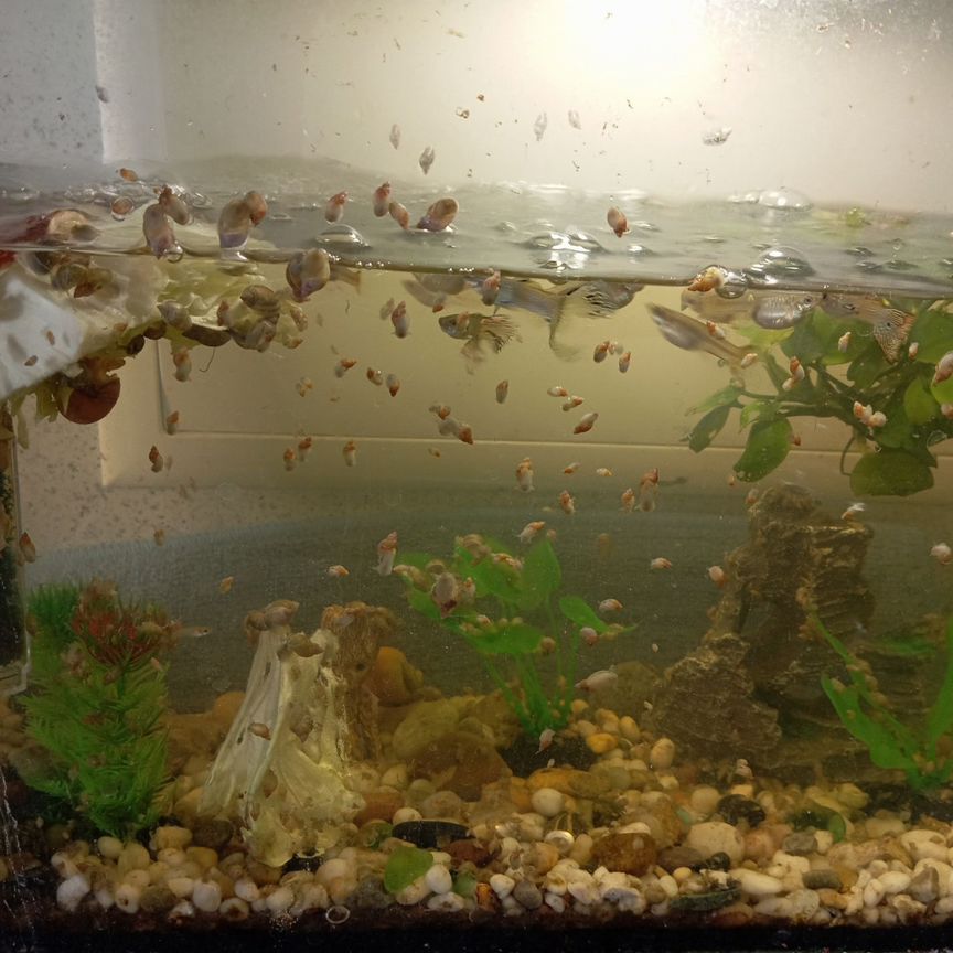 Улитки аквариумные