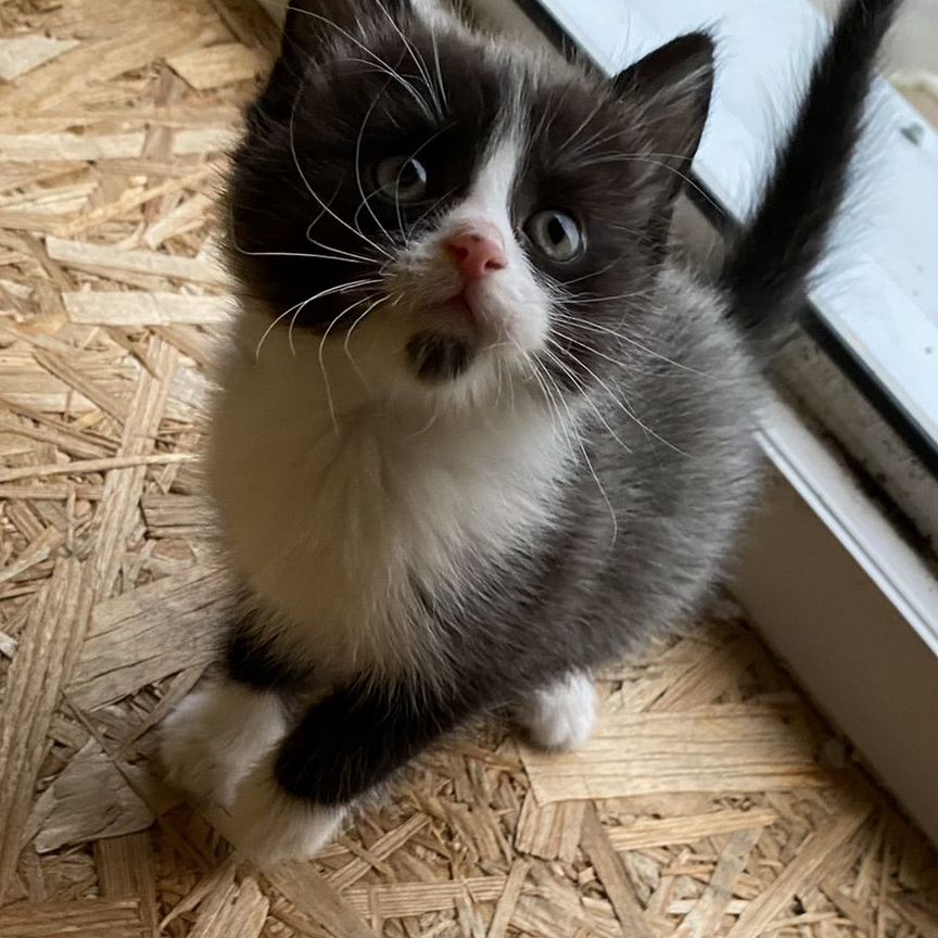 Котёнок от частного владельца