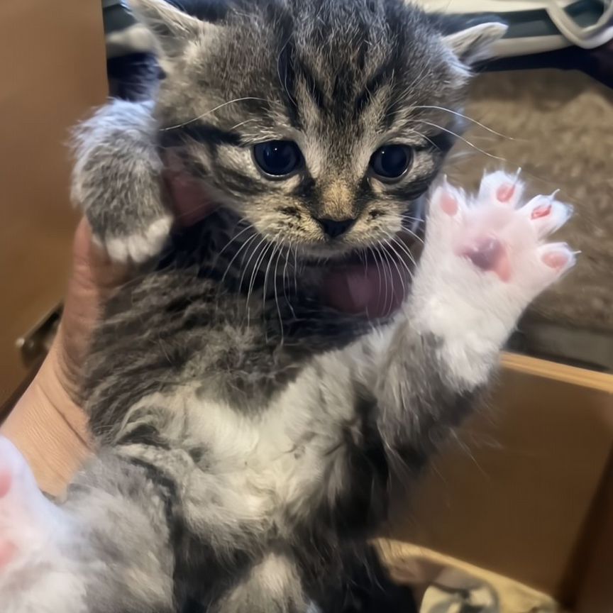 Котёнок в добрые руки