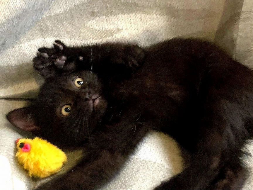 Черный котенок