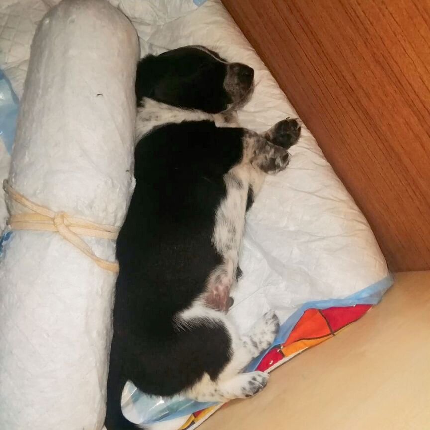 Щенки 14.02.2025