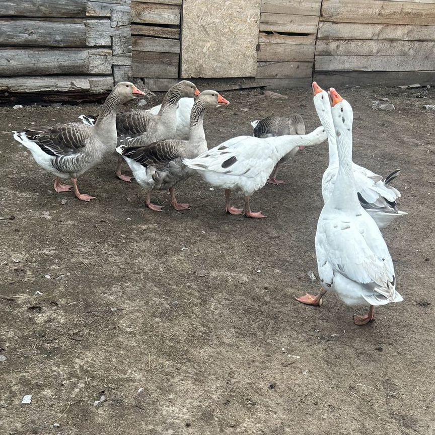 Продам гусей