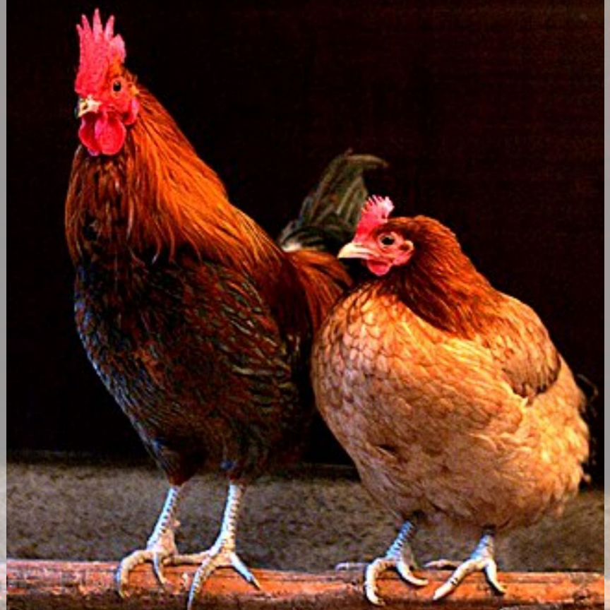 Курицы несушки домашние