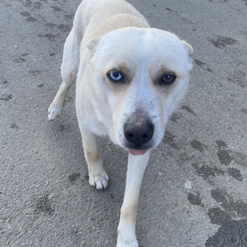 Разноглазый красавец в самые добрые руки