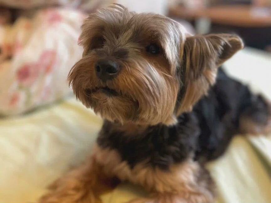 Дружелюбная собачка мальчик ищет дом