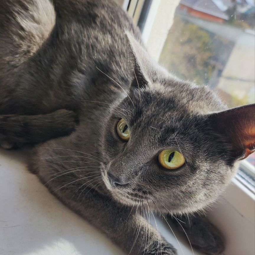 Молодая кошечка Лада