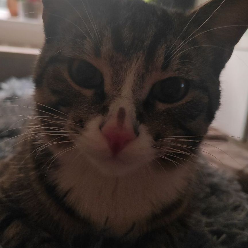 Кот ищет дом