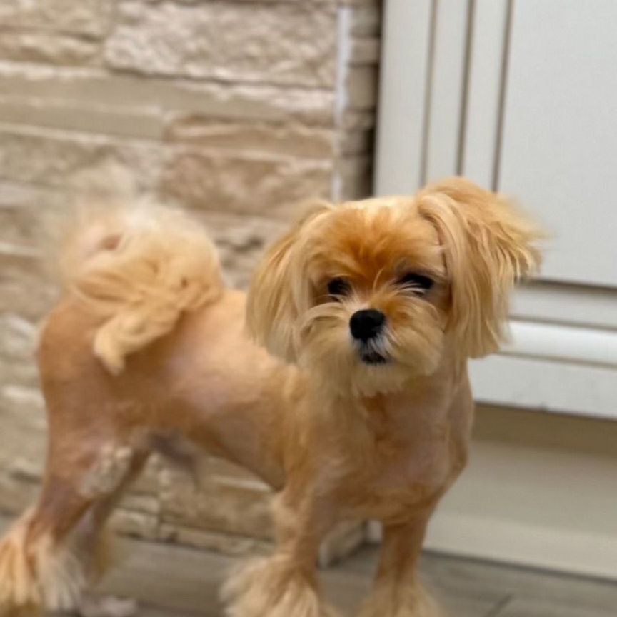 Мальтезе подрощенный щенок