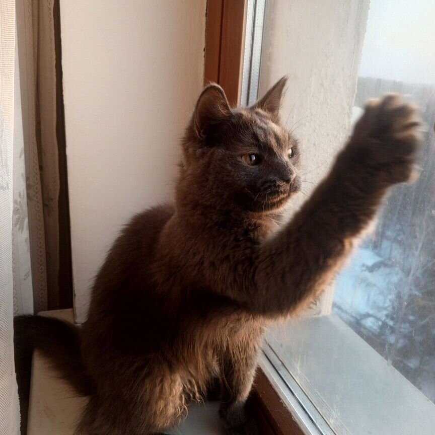 Котёнок