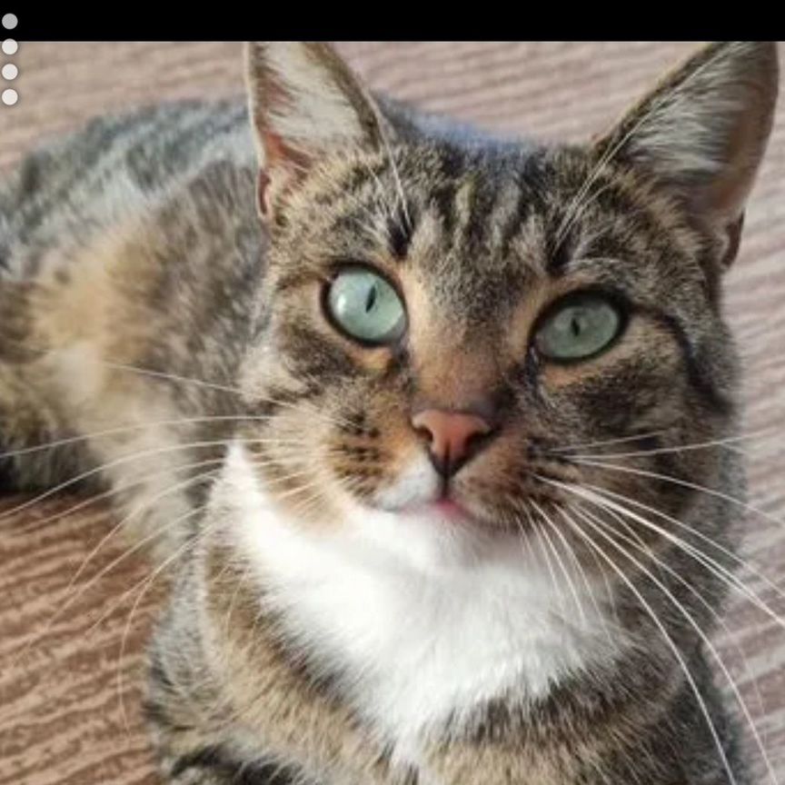 Взрослый кот в добрые руки