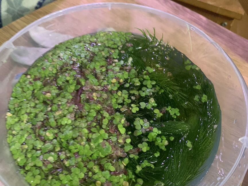 Водоросли бесплатно