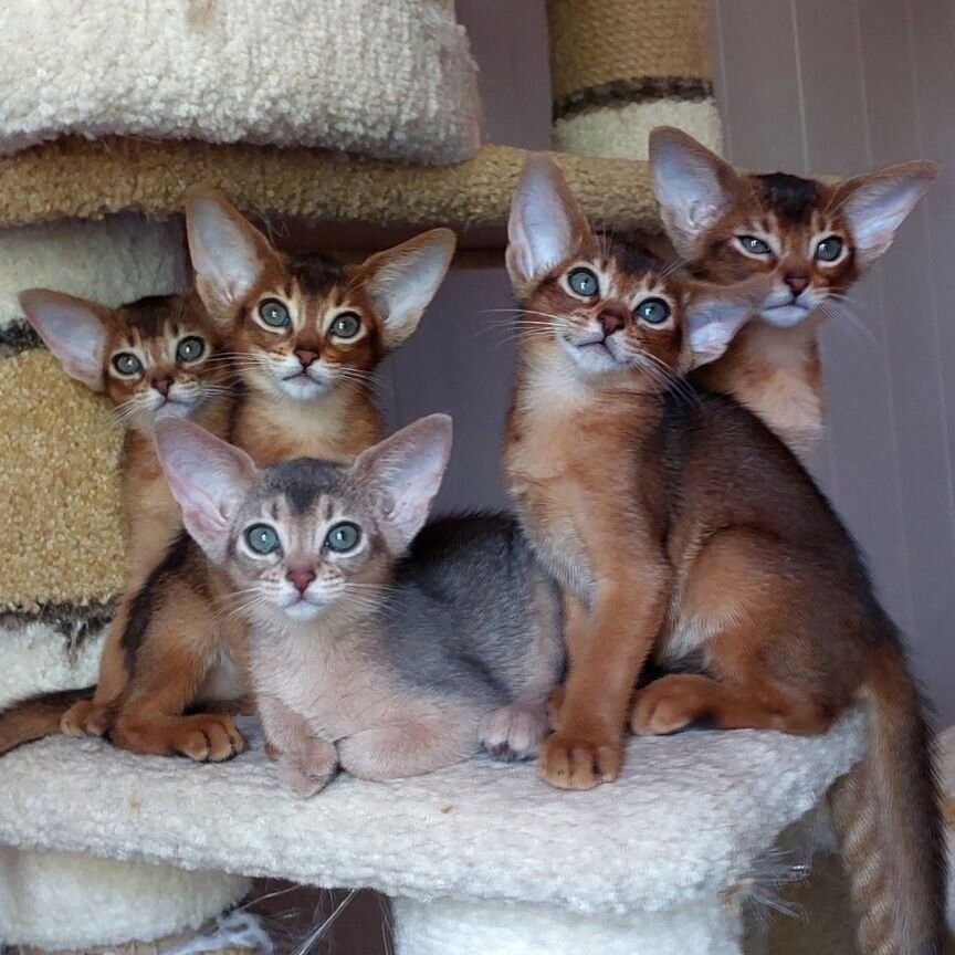 Абиссинские котята