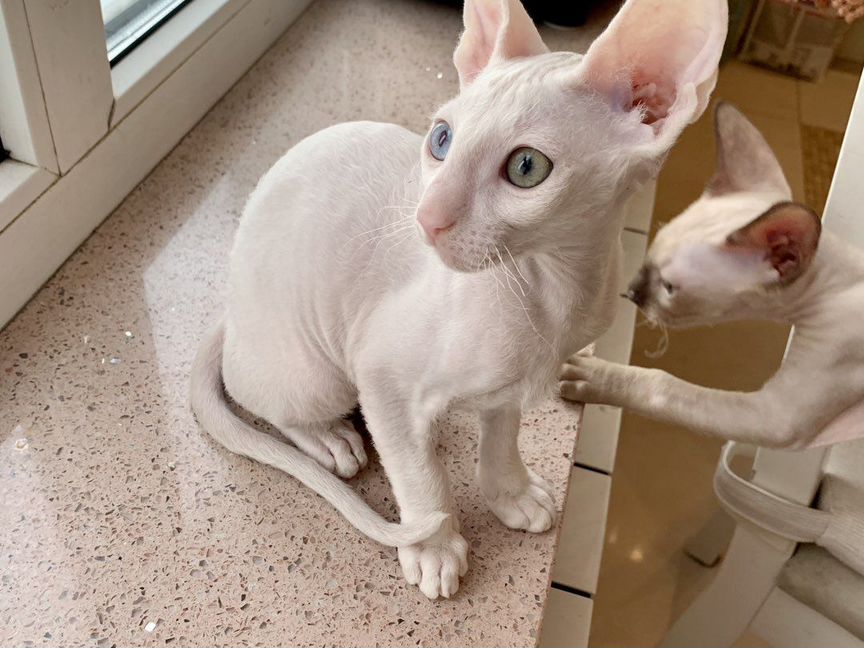 Котята корниш-рекс