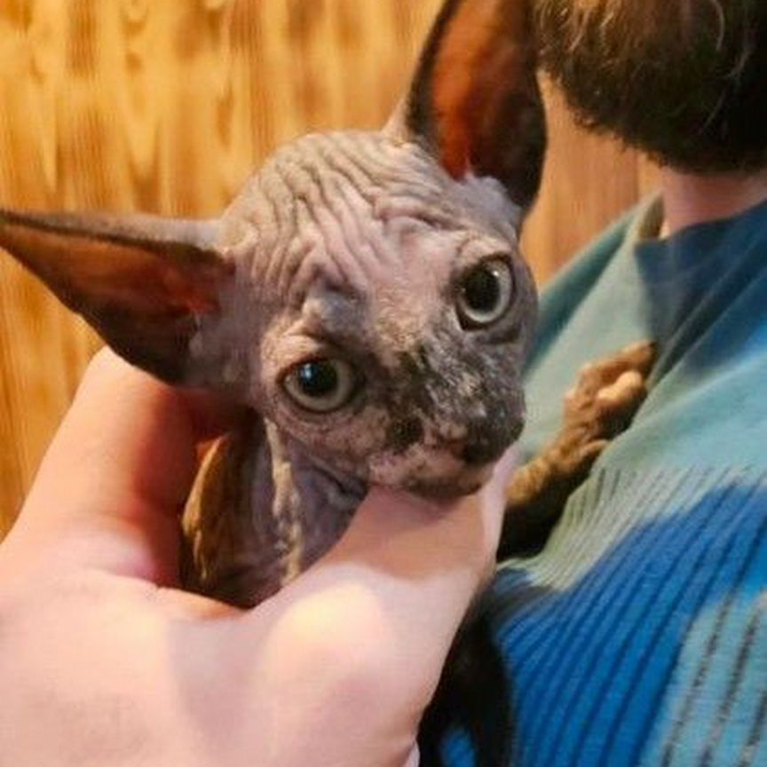 Котенок канадского сфинка
