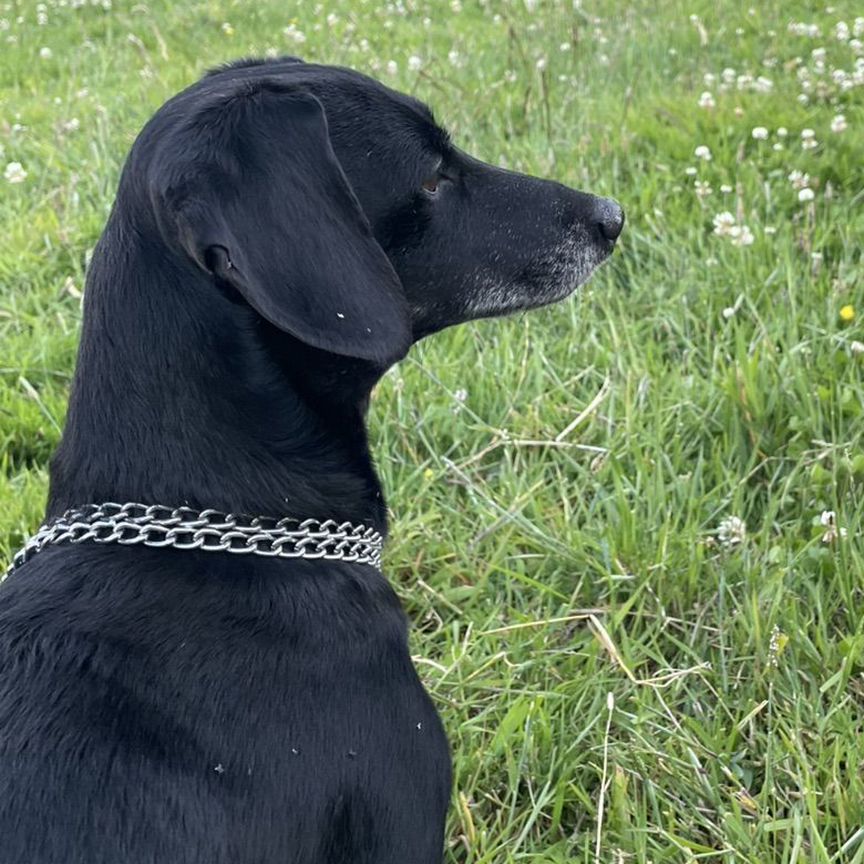 Такса, взрослый пёс