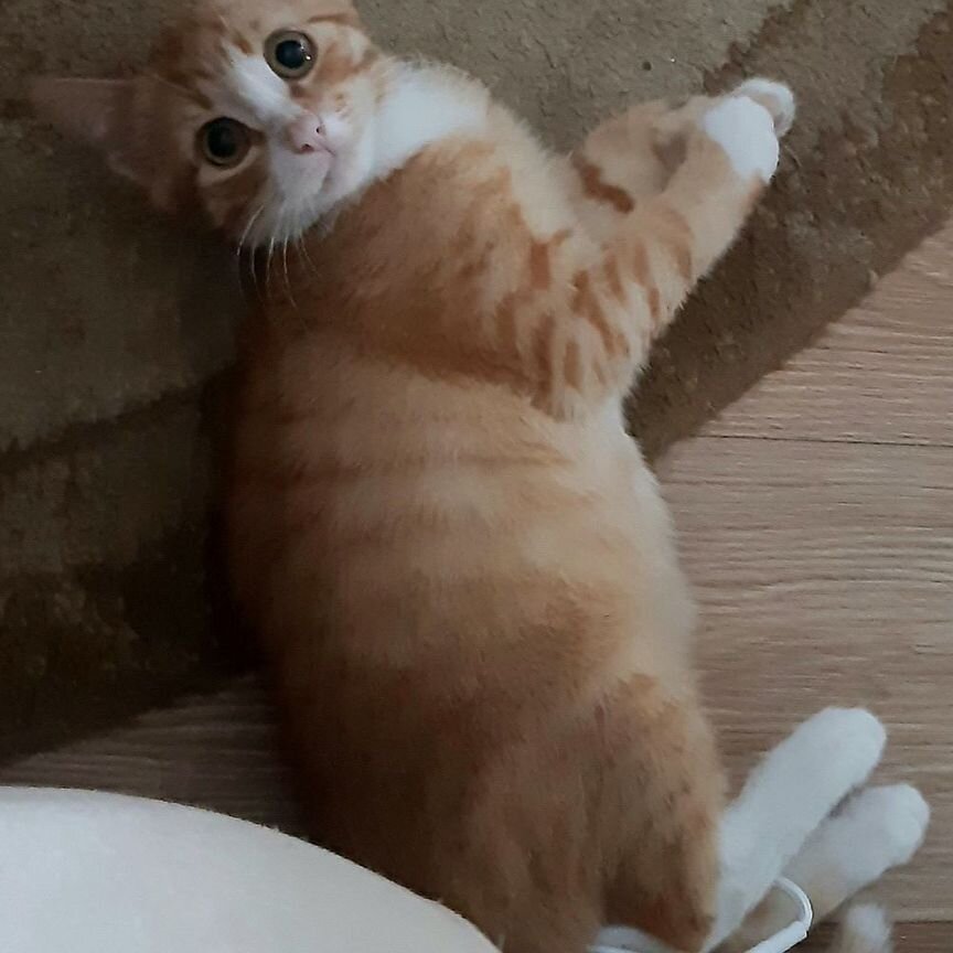 Отдам кота в добрые руки