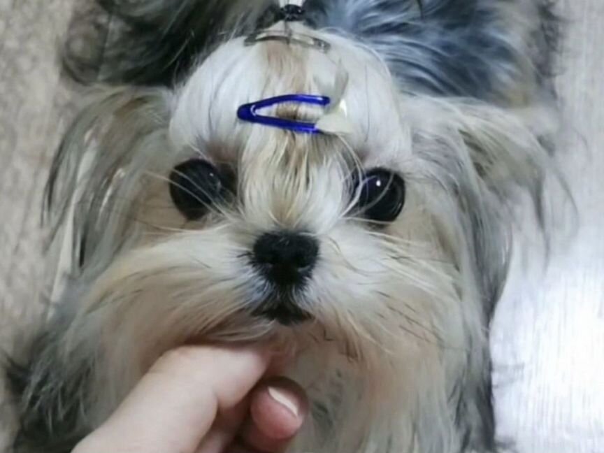 Щенки серебристого йорка из Кореи