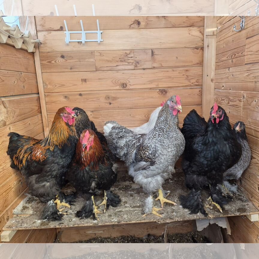 Молодые петухи, цена за одного