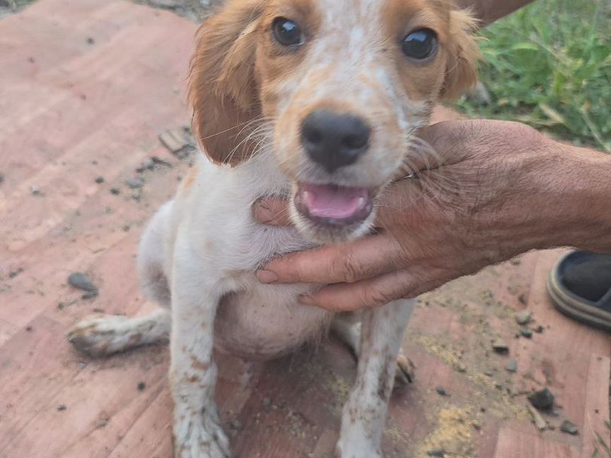 Бретонский эпаньоль щенки