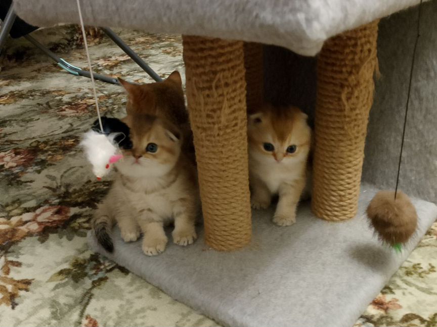 Шотландские котята