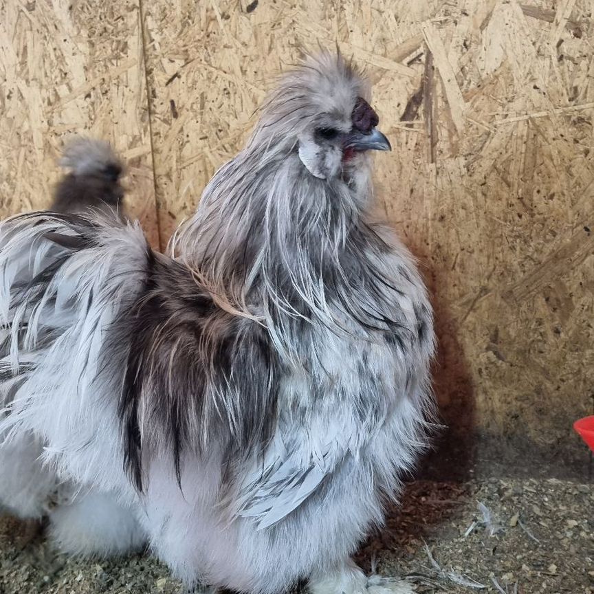 Китайский шёлковый петух