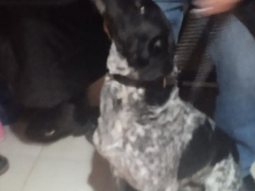 Найдена собака