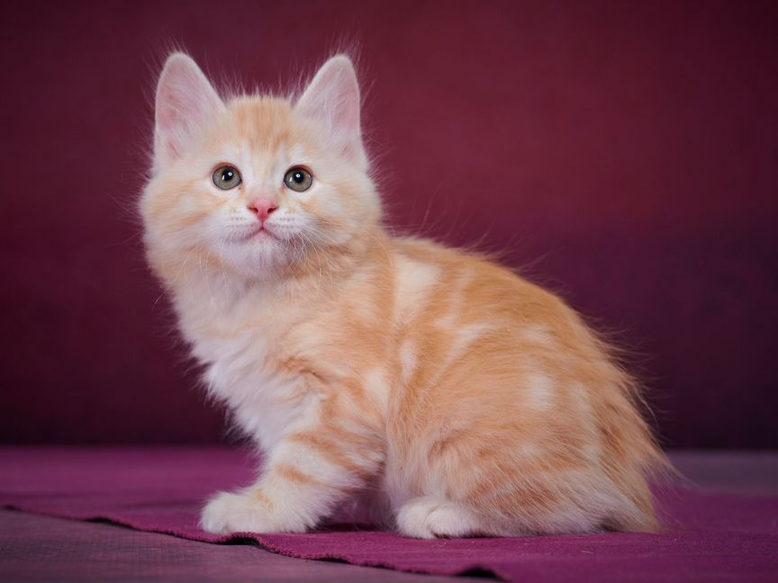 Чудо парень,курильский бобтейл