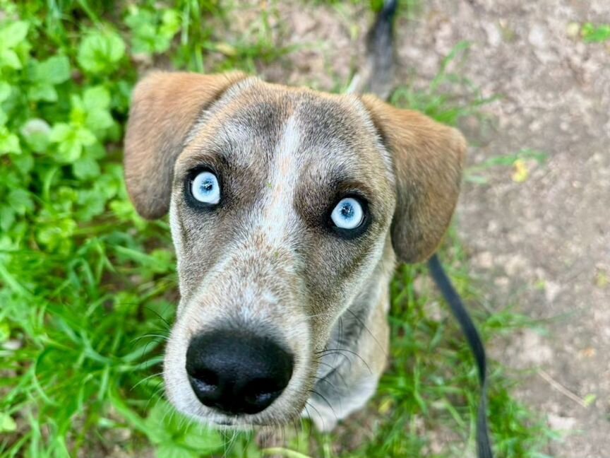 Передумали забирать.счастье с голубыми глазами