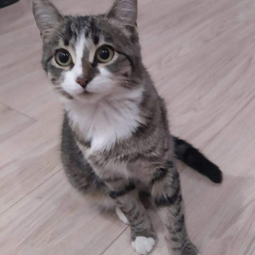 Нашли кошечку