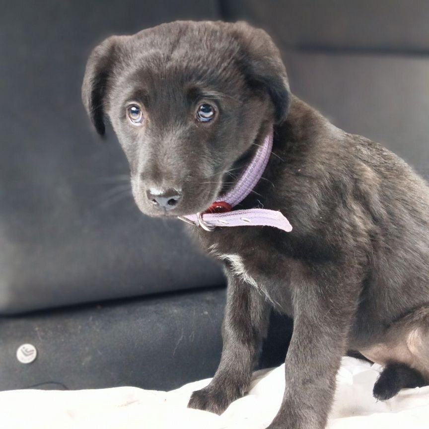 Красивый щенок, привезу