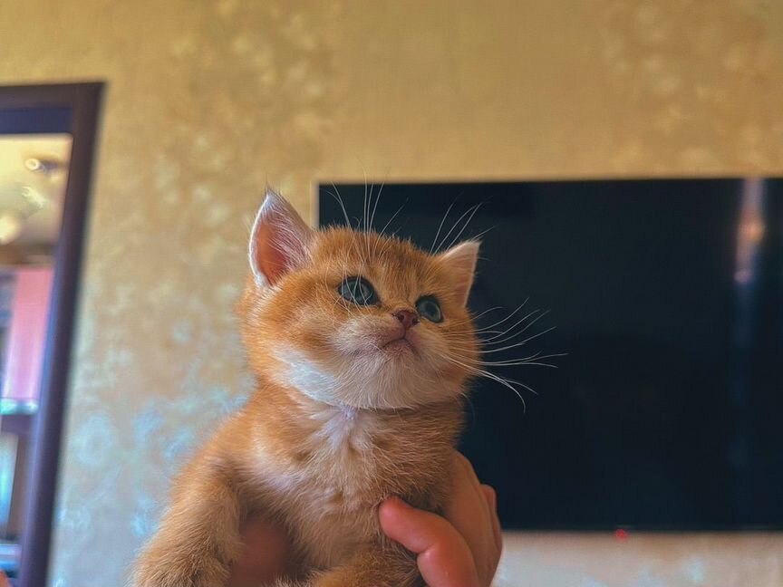 Котенок