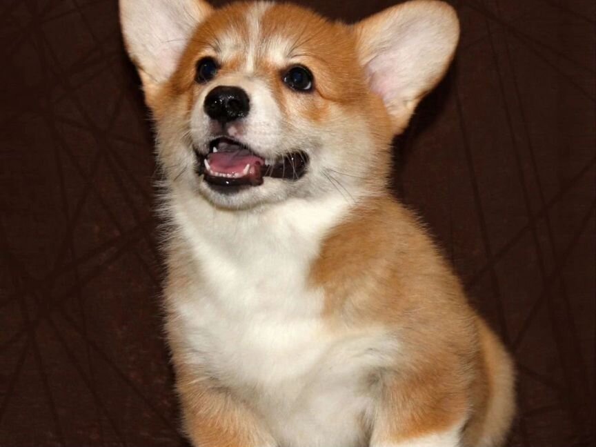 Вельштерьер корги Пемброк