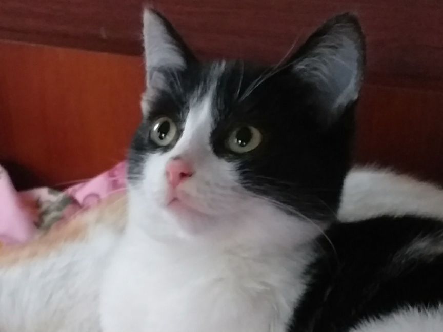 Отличная кошка-мышеловка