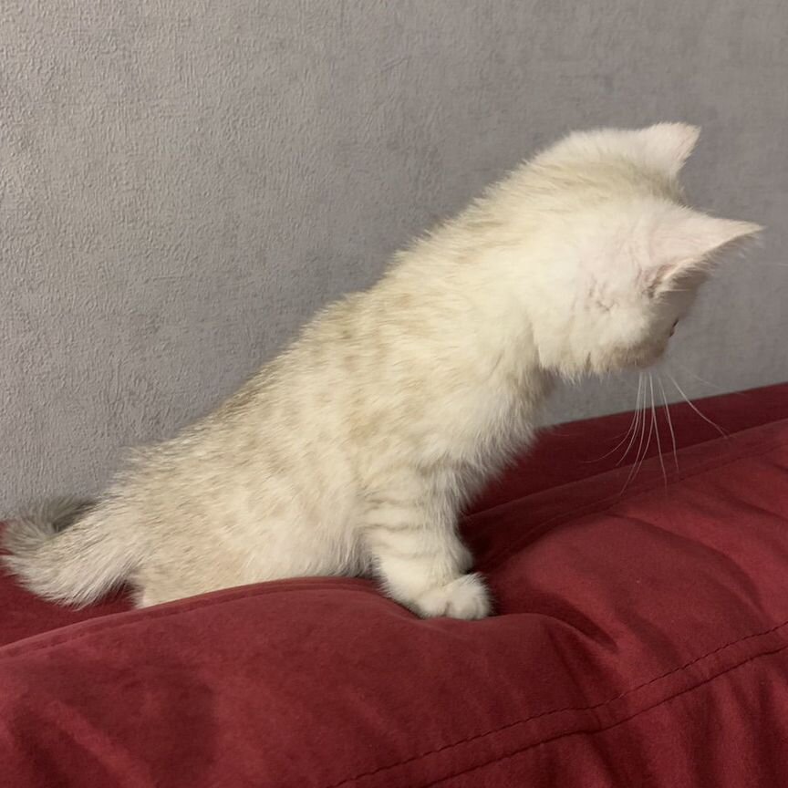 Шотландский прямоухий короткошёрстный котёнок