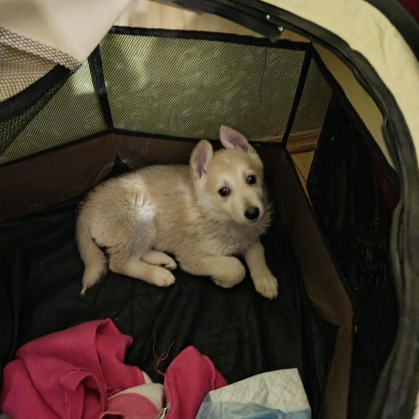 Собака в добрые руки щенок