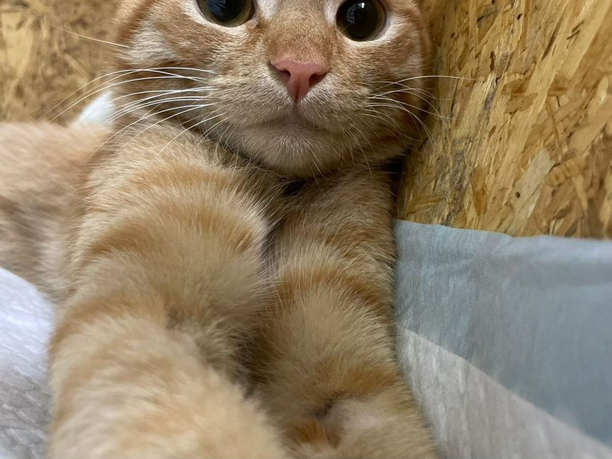Особенный котенок в дар