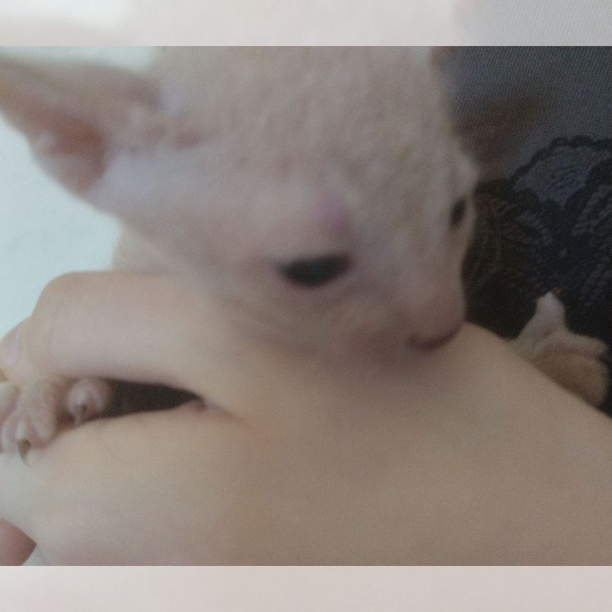 Донской сфинкс котёнок