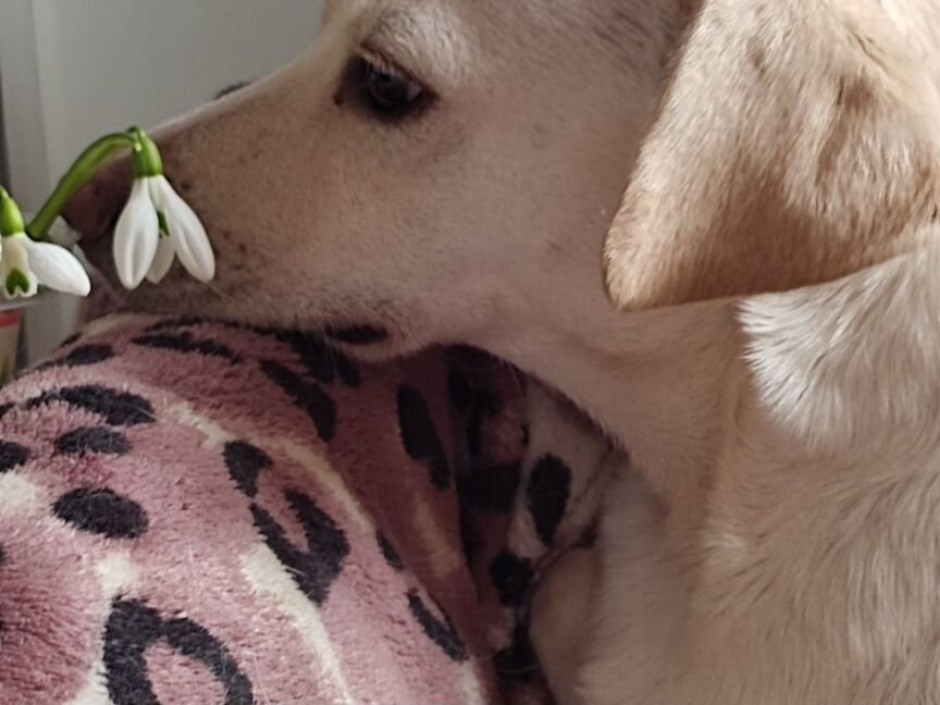 Собака в добрые руки