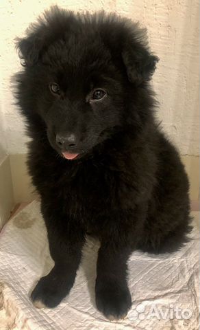 Пушистик 3 мес будет крупный