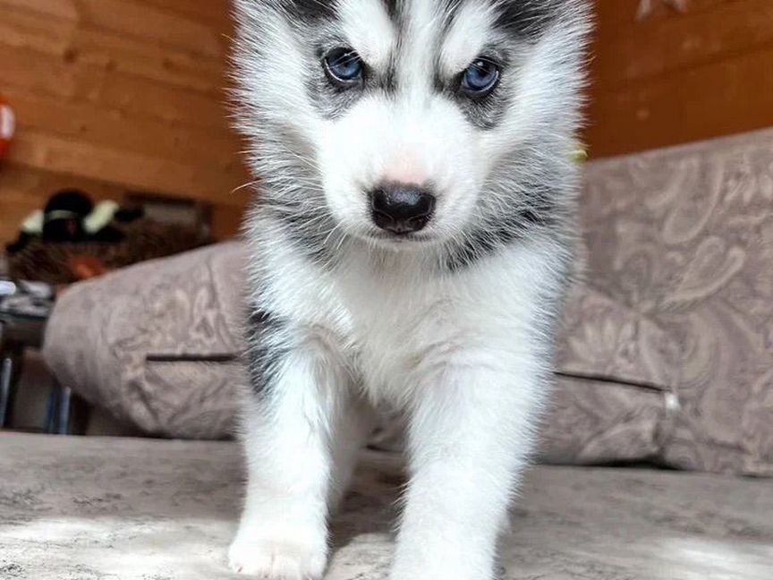 Голубоглазые хаски