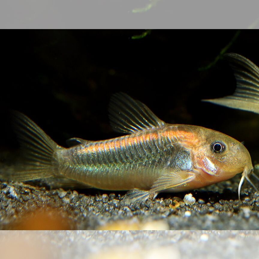 Сомик коридорасы голд лазер