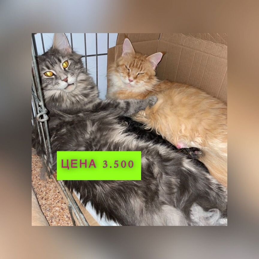 Мейнкун,котята