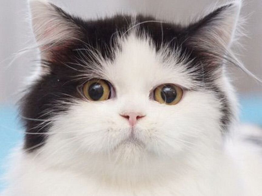 Шотландские котята, мальчик Хайленд