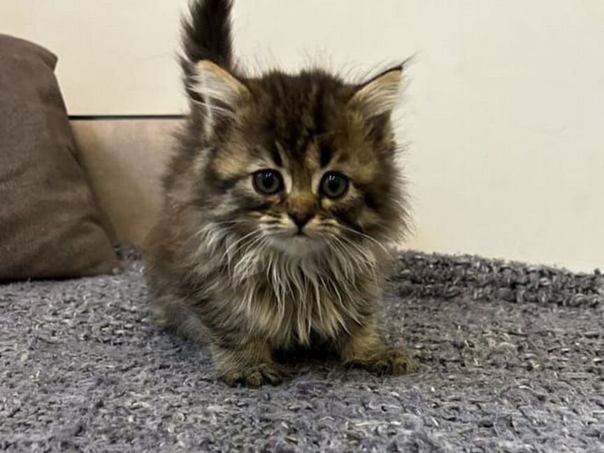 Коротколапые манчкины