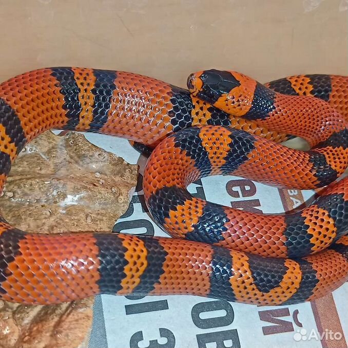 Королевская змея