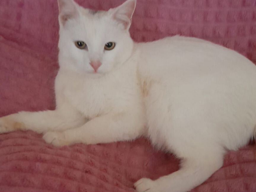 Белый красавчик ищет дом
