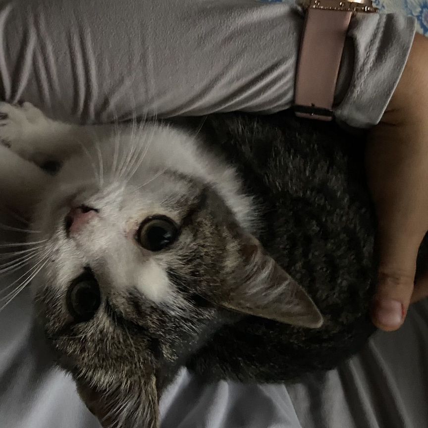Котенок